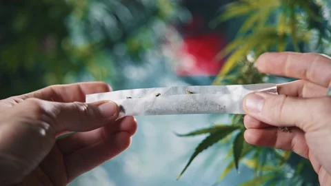 Rolling Blunts Stock Video Footage | Royalty Free Rolling Blunts Videos ...