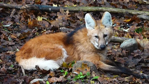 close up of maned wolf (chrysocyon brach... | Stock Video | Pond5
