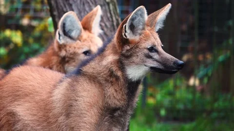 close up of maned wolf (chrysocyon brach... | Stock Video | Pond5