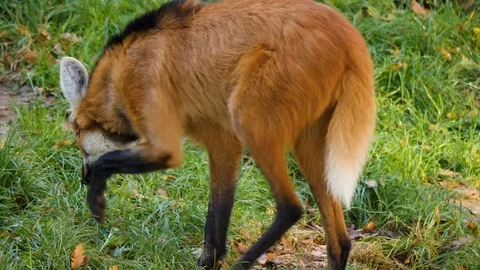 Wolfs Peeing Stock Videos – Royalty-Free HD & 4K Videos | Pond5