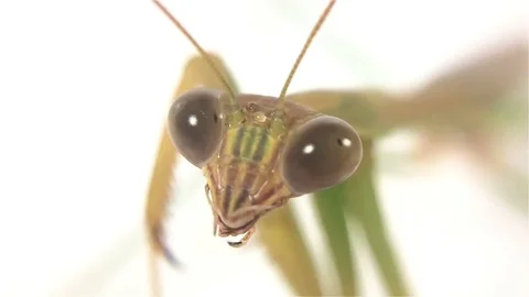 Close up mantis appearance open mouth on... | Stock Video | Pond5