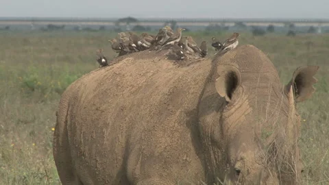 close up of many birds riding on the bac... | Stock Video | Pond5