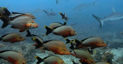 Close up of Maori snapper fish with shar... | Stock Video | Pond5