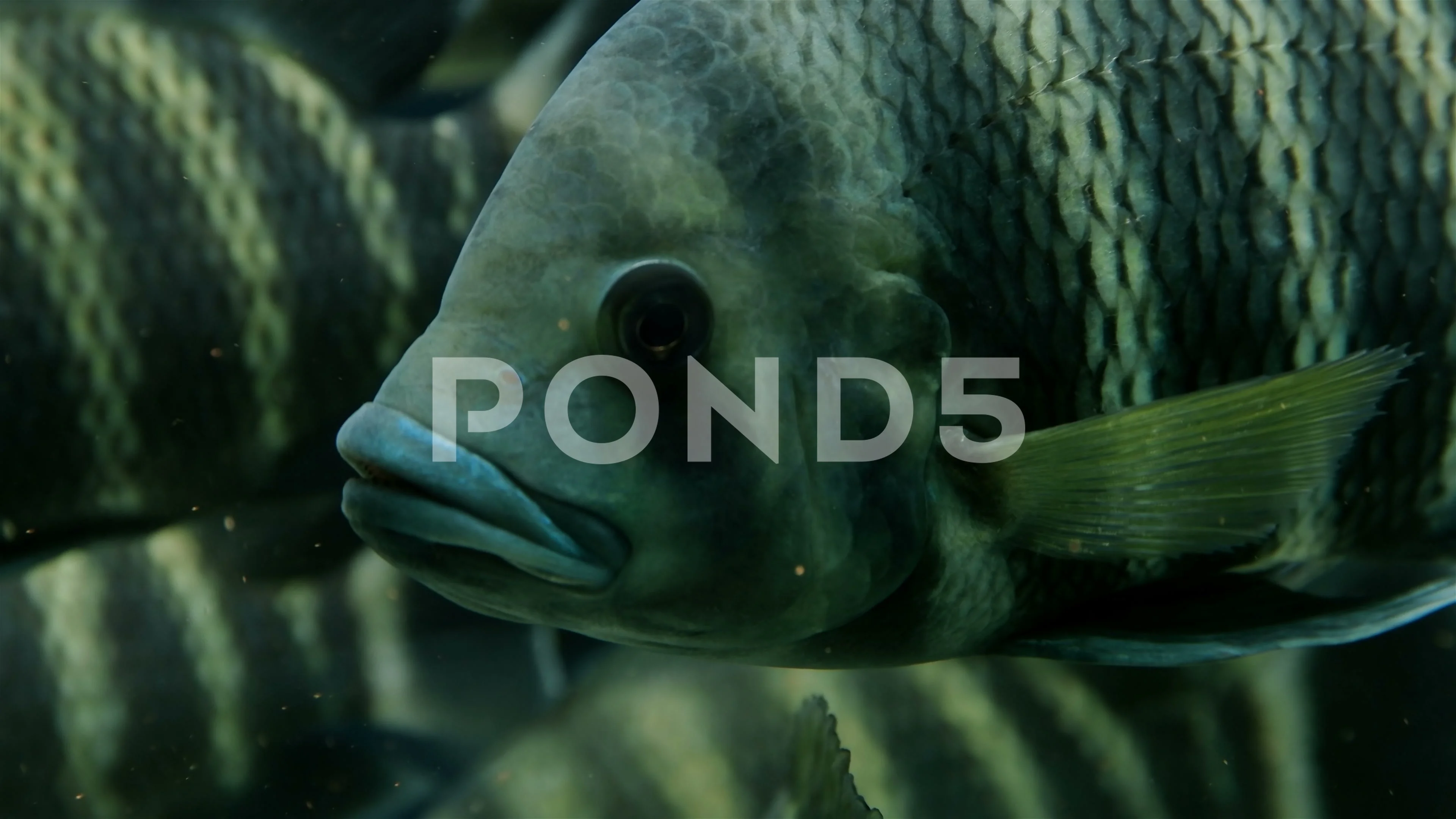 Marine Fish With Thick Lips | Lipstutorial.org