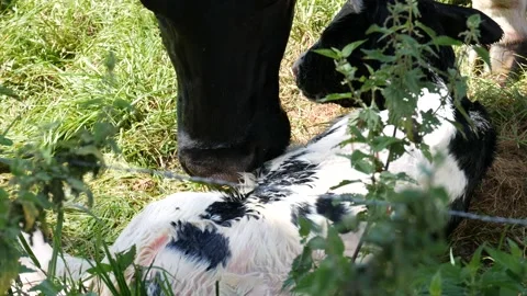 Pampers Stock Footage ~ Royalty Free Stock Videos | Pond5