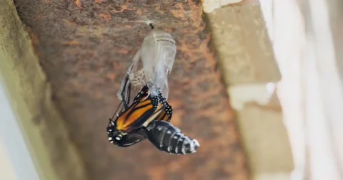 Close up of Monarch Butterfly Emerging F... | Stock Video | Pond5
