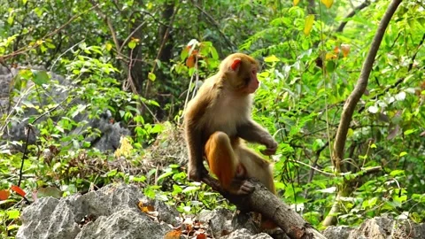 Chinese Tickling Stock Videos – Royalty-Free HD & 4K Videos | Pond5