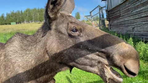 Ear Image Front Stock Footage ~ Royalty Free Stock Videos | Pond5