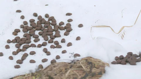 Pooping Close Up Stock Videos – Royalty-Free HD & 4K Videos