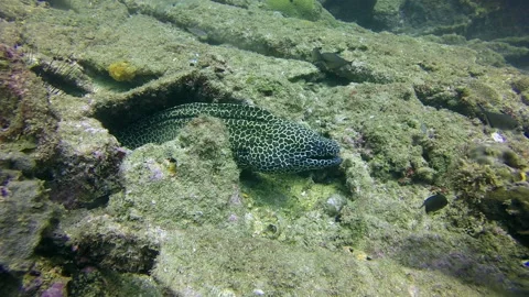 Close-up of moray eel colors in midst of... | Stock Video | Pond5