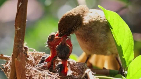 Scene Nesr Stock Videos – Royalty-Free HD & 4K Videos | Pond5