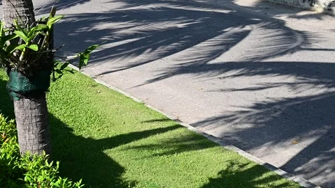 close up the motion of shadow palm leave... | Stock Video | Pond5