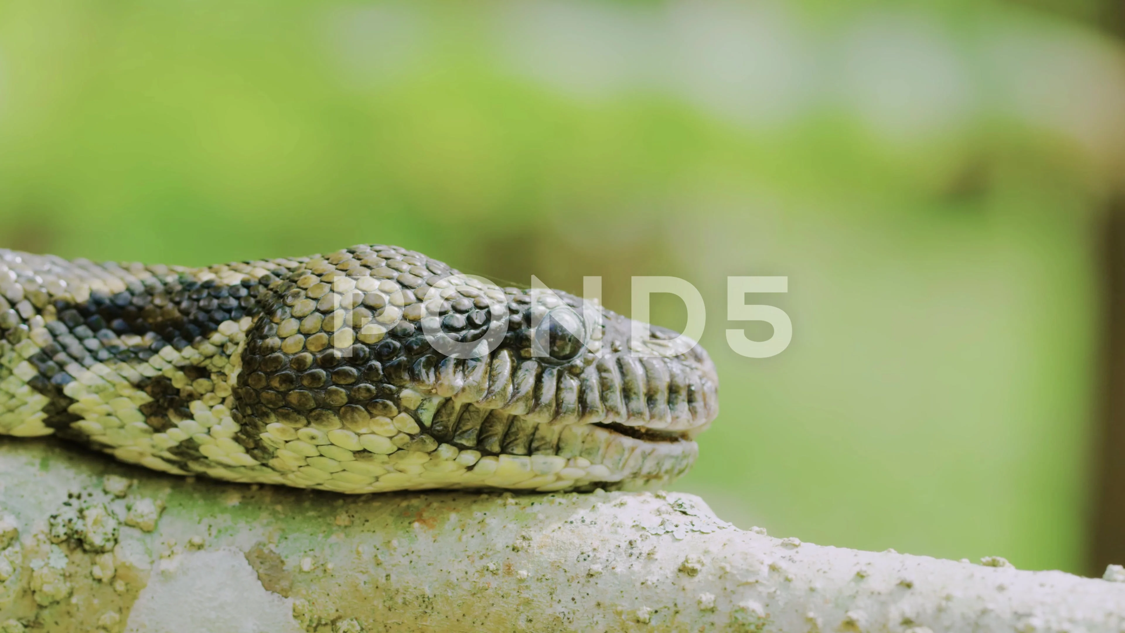 Snake Mouth Profile