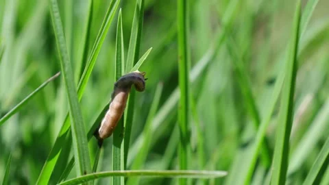 Maggots and Caterpillar Stock Videos – Royalty-Free HD & 4K Videos