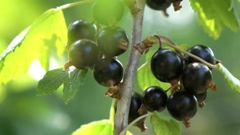 Natural Up Stock Videos – Royalty-Free HD & 4K Videos