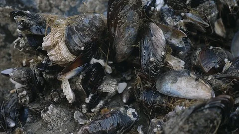 Clams J Stock Videos – Royalty-Free HD & 4K Videos