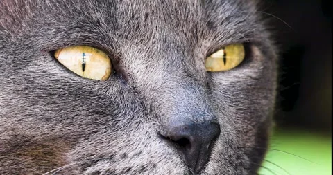 close-up muzzle of a gray cat, which ope... | Stock Video | Pond5