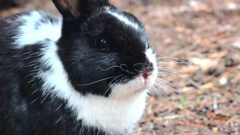 A close-up of the muzzle of a young rabb... | Stock Video | Pond5
