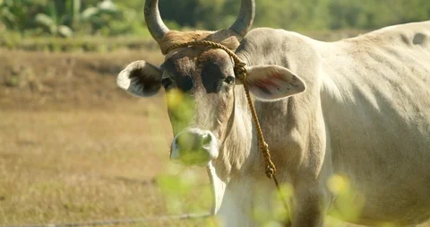 Close Up of Native Philippine Cow Lookin... | Stock Video | Pond5