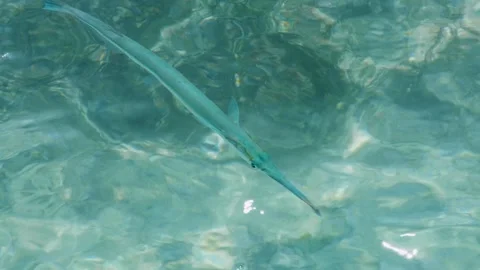 Needlefish Stock Video Footage | Royalty Free Needlefish Videos | Pond5