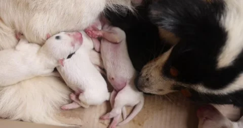 Close-up of a Newborn puppy eating breas... | Stock Video | Pond5