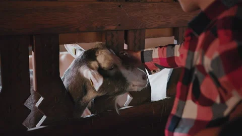 Boy With Animals Stock Videos – Royalty-Free HD & 4K Videos | Pond5