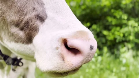 Close up to nose of cute cow pasturing a... | Stock Video | Pond5