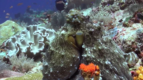 Close-up octopus on underwater coral ree... | Stock Video | Pond5