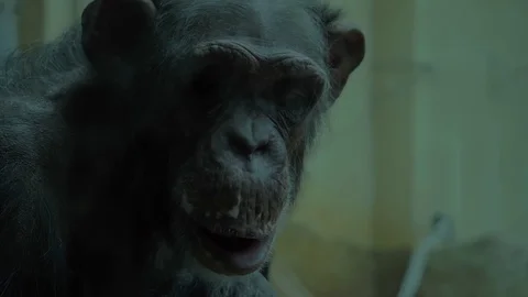 Close Up of Old Chimpanzee's Face Lookin... | Stock Video | Pond5