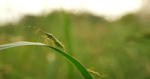 close up of one stink bug on grass, 4k | Stock Video | Pond5