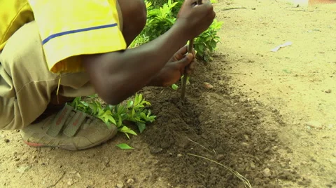 CLOSE UP PAKRO STUDENTS PLANTING A SHRUB | Stock Video | Pond5