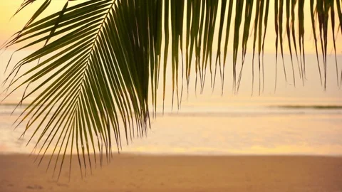 Close up on palm leaf waving gently, gol... | Stock Video | Pond5