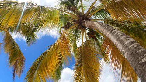 Manow Stock Videos – Royalty-Free HD & 4K Videos | Pond5