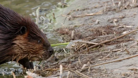 Beach Beaver Shots Stock Videos – Royalty-Free HD & 4K Videos