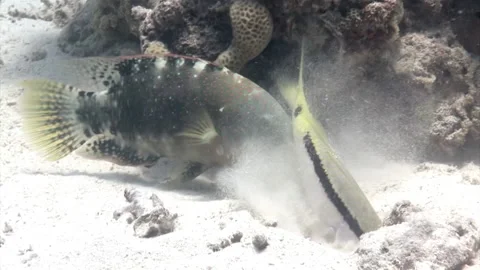 Close-up Parrot fish with Parupeneus bar... | Stock Video | Pond5