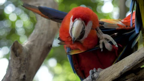 Close up of parrot stretching. Wing behi... | Stock Video | Pond5