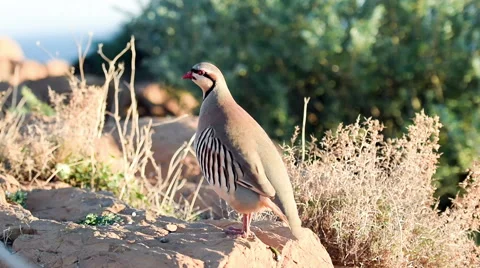 Close Up Pooping Stock Videos – Royalty-Free HD & 4K Videos | Pond5