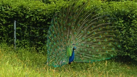 Close Up Open Stock Videos – Royalty-Free HD & 4K Videos | Pond5