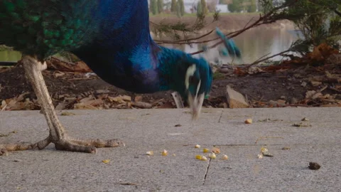 Close-up, peacock pecking at corn kernel... | Stock Video | Pond5