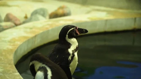 close up of penguins head that is standi... | Stock Video | Pond5