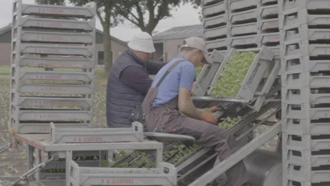 Close up of People planting crops while ... | Stock Video | Pond5