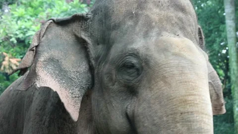 Close up photo of Sumatran elephant (Ele... | Stock Video | Pond5