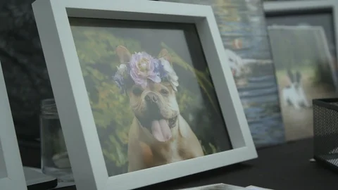 No Dogs Picture Stock Videos – Royalty-Free HD & 4K Videos