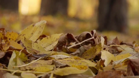Close-up of a pile of autumn leaves fall... | Stock Video | Pond5