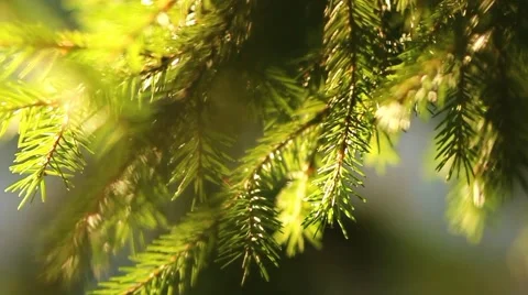 Close Up Fir Stock Videos – Royalty-Free HD & 4K Videos
