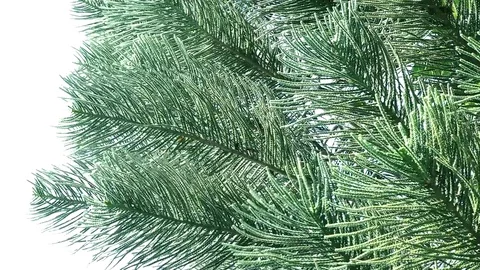 Close up Pine tree in natural light, Bac... | Stock Video | Pond5
