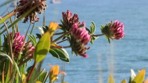 Close-up of pink Divine Root flowers, wi... | Stock Video | Pond5