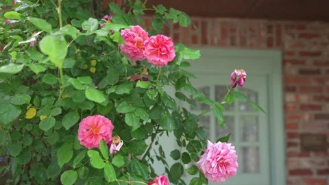 Close up of pink roses on the vine wrapp... | Stock Video | Pond5