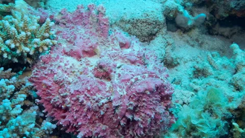 Stonefish Stock Footage ~ Royalty Free Stock Videos | Pond5