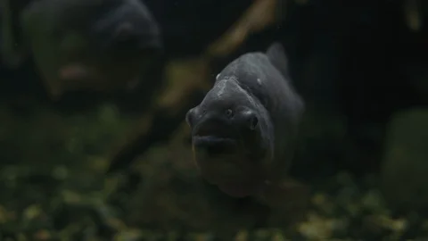 Close-Up, Piranha Serrasalmus Carnivorou... | Stock Video | Pond5